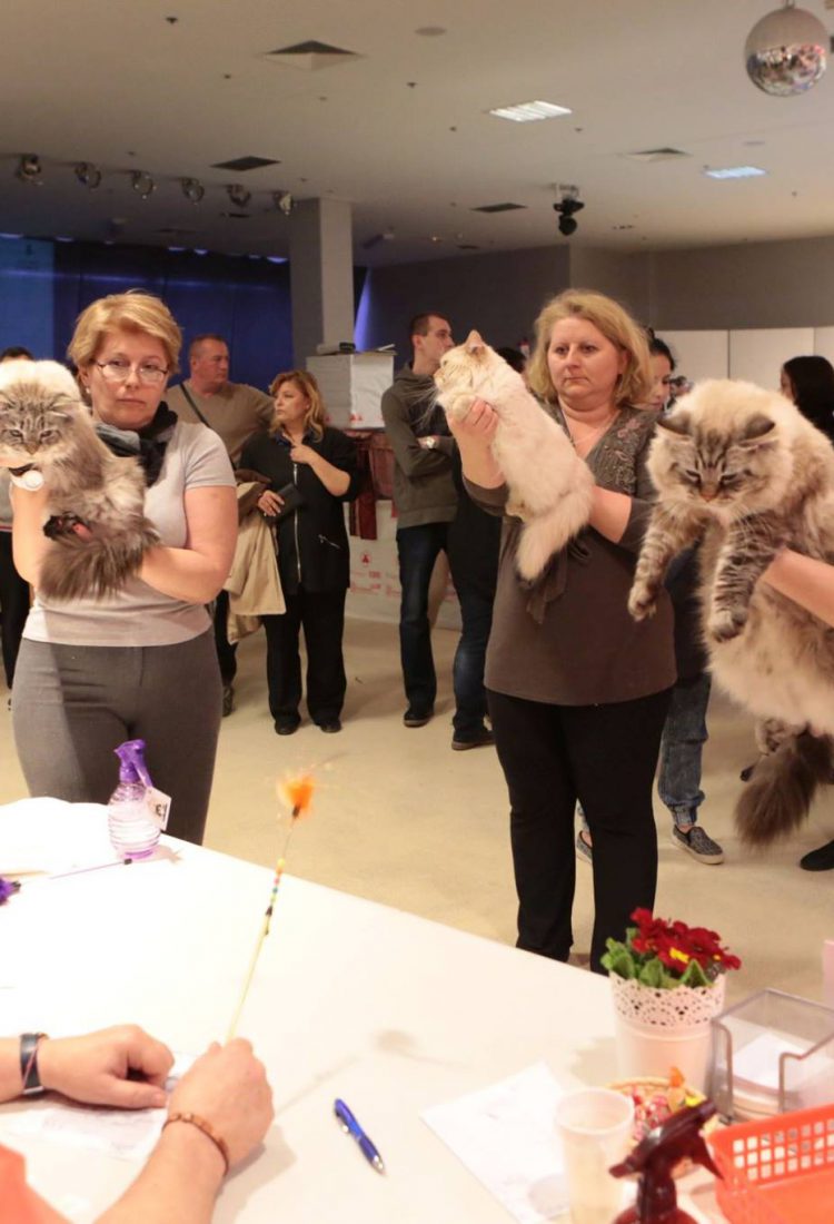 Course of cat juding at cat shows • Savez felinoloških društava Hrvatske